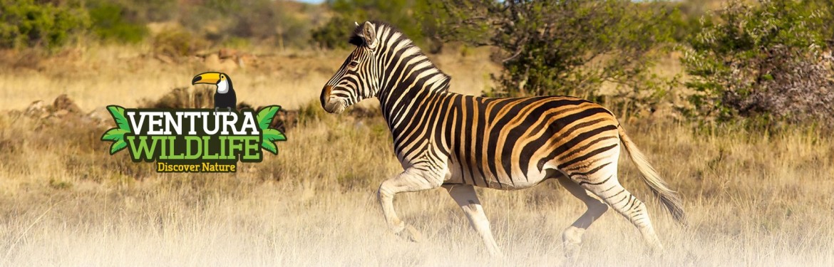 Ventura Wildlife Tickets | Gigantic Tickets